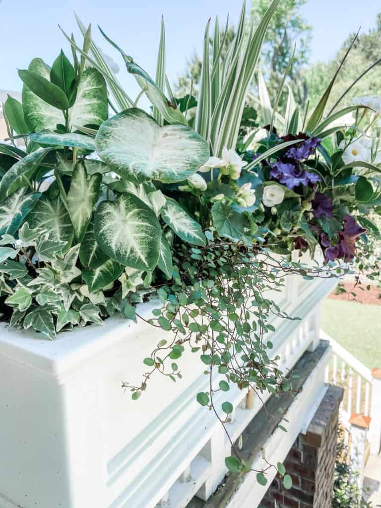 How to Plant Window Boxes - The Coastal Oak