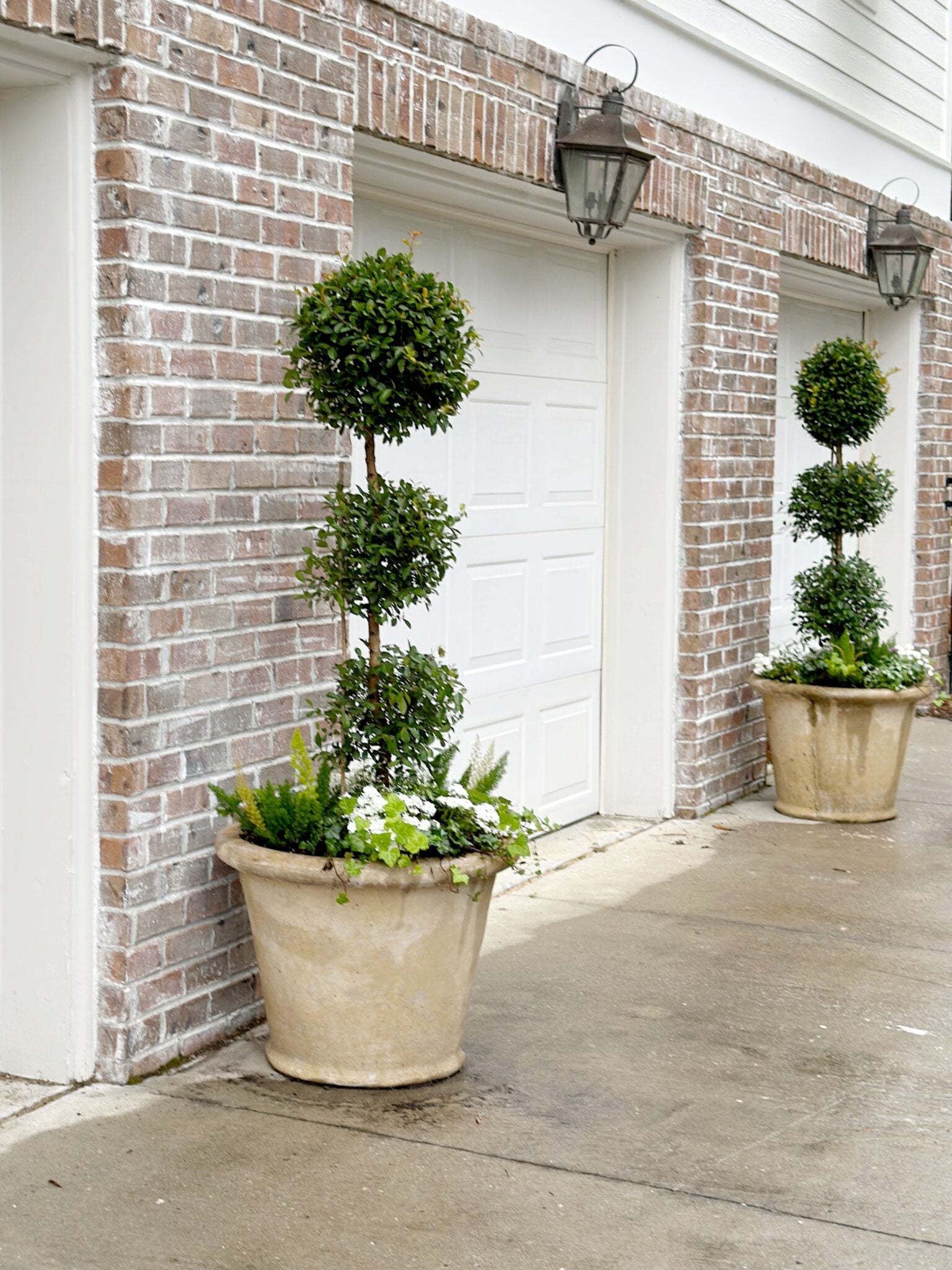 Wax Leaf Privet & Eugenia Topiaries | The Coastal Oak