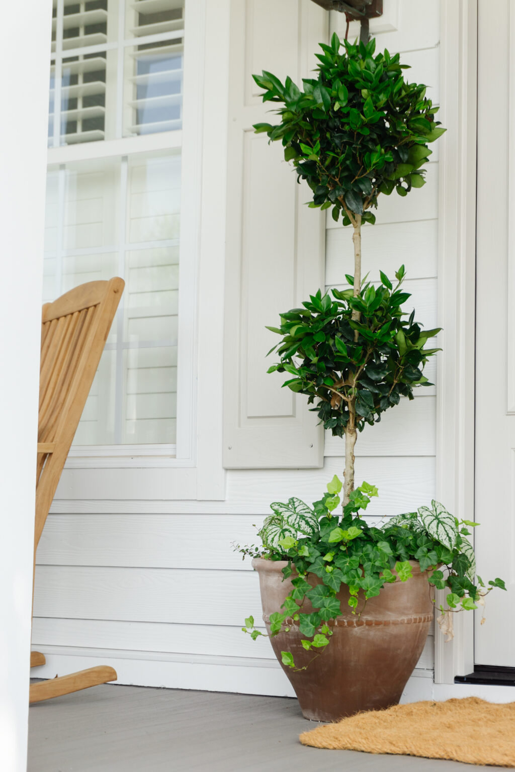 Wax Leaf Privet & Eugenia Topiaries | The Coastal Oak