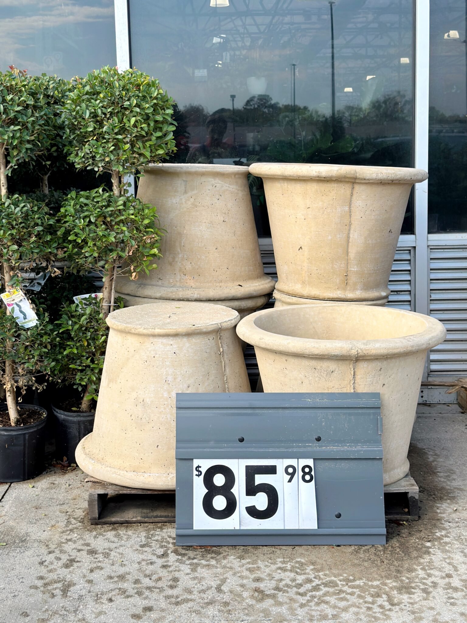 Wax Leaf Privet & Eugenia Topiaries | The Coastal Oak