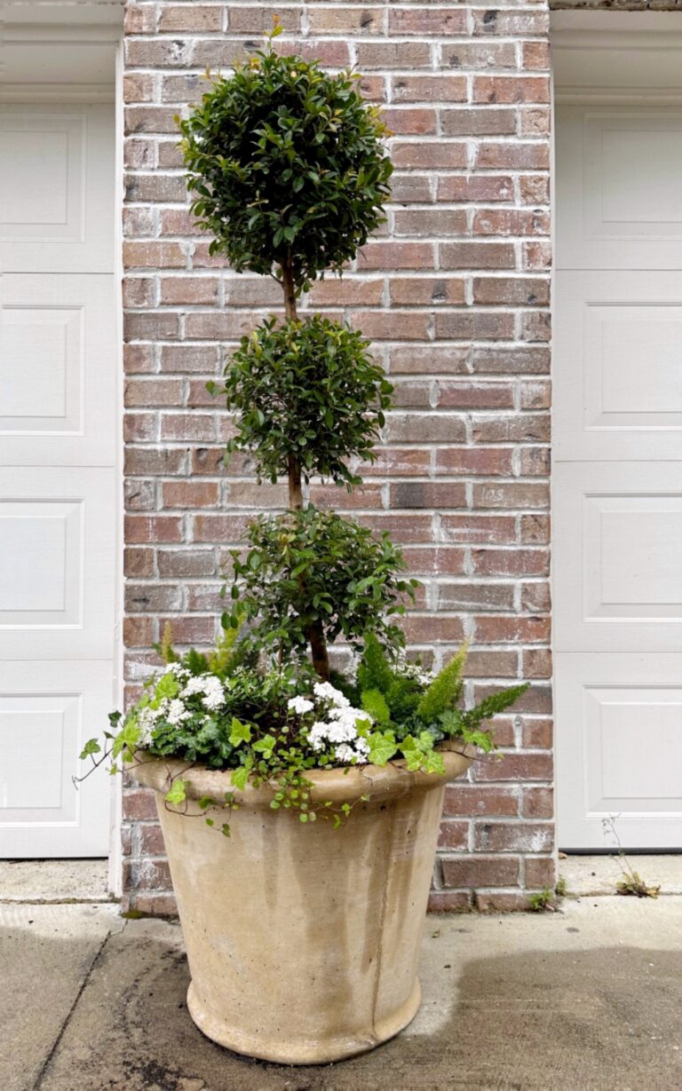 Wax Leaf Privet & Eugenia Topiaries | The Coastal Oak
