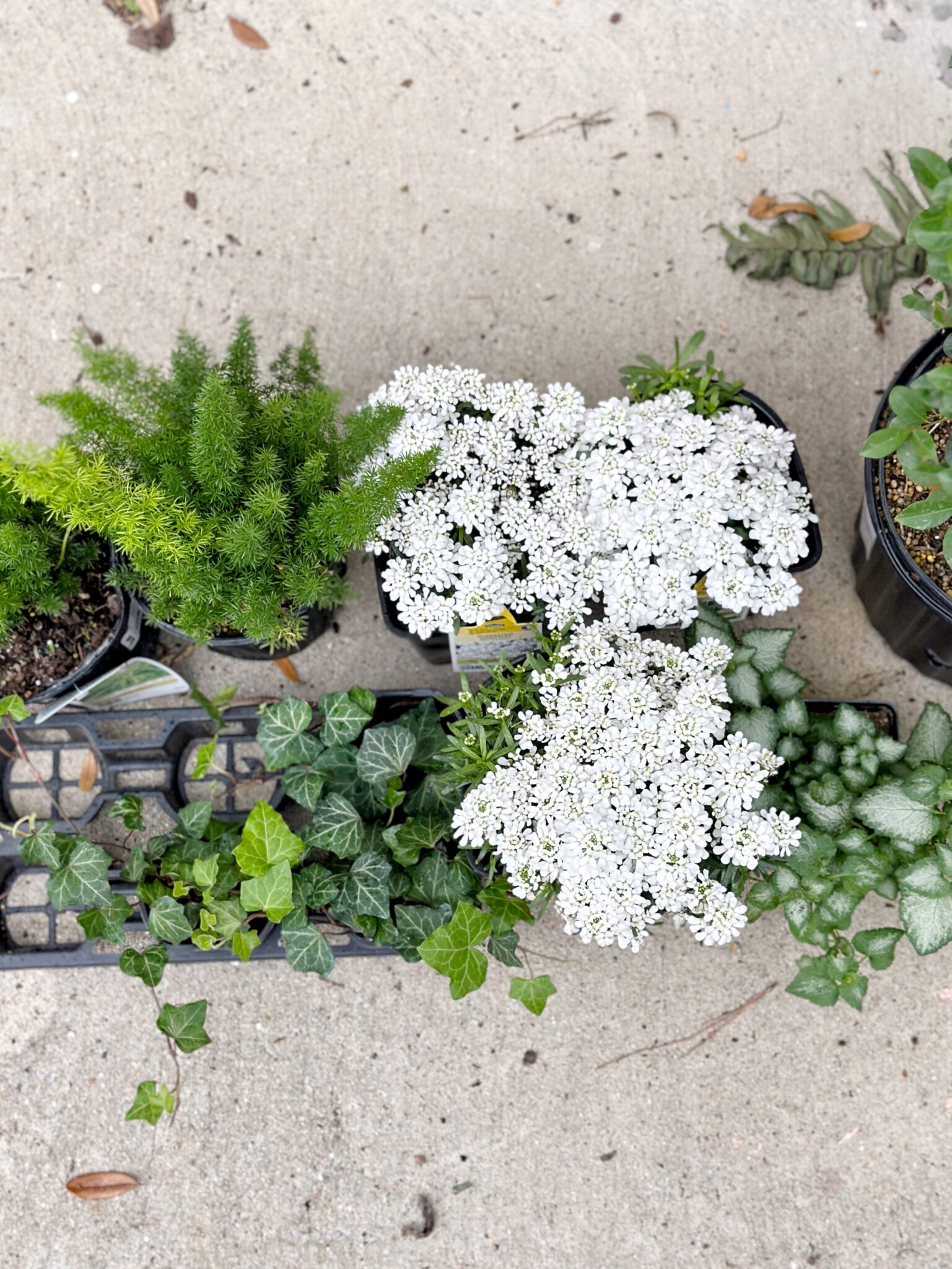 Wax Leaf Privet & Eugenia Topiaries | The Coastal Oak