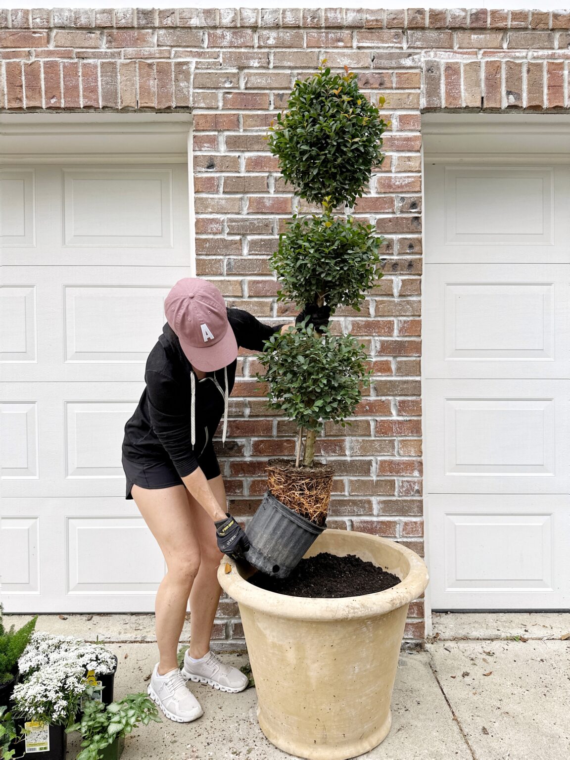 Wax Leaf Privet & Eugenia Topiaries | The Coastal Oak