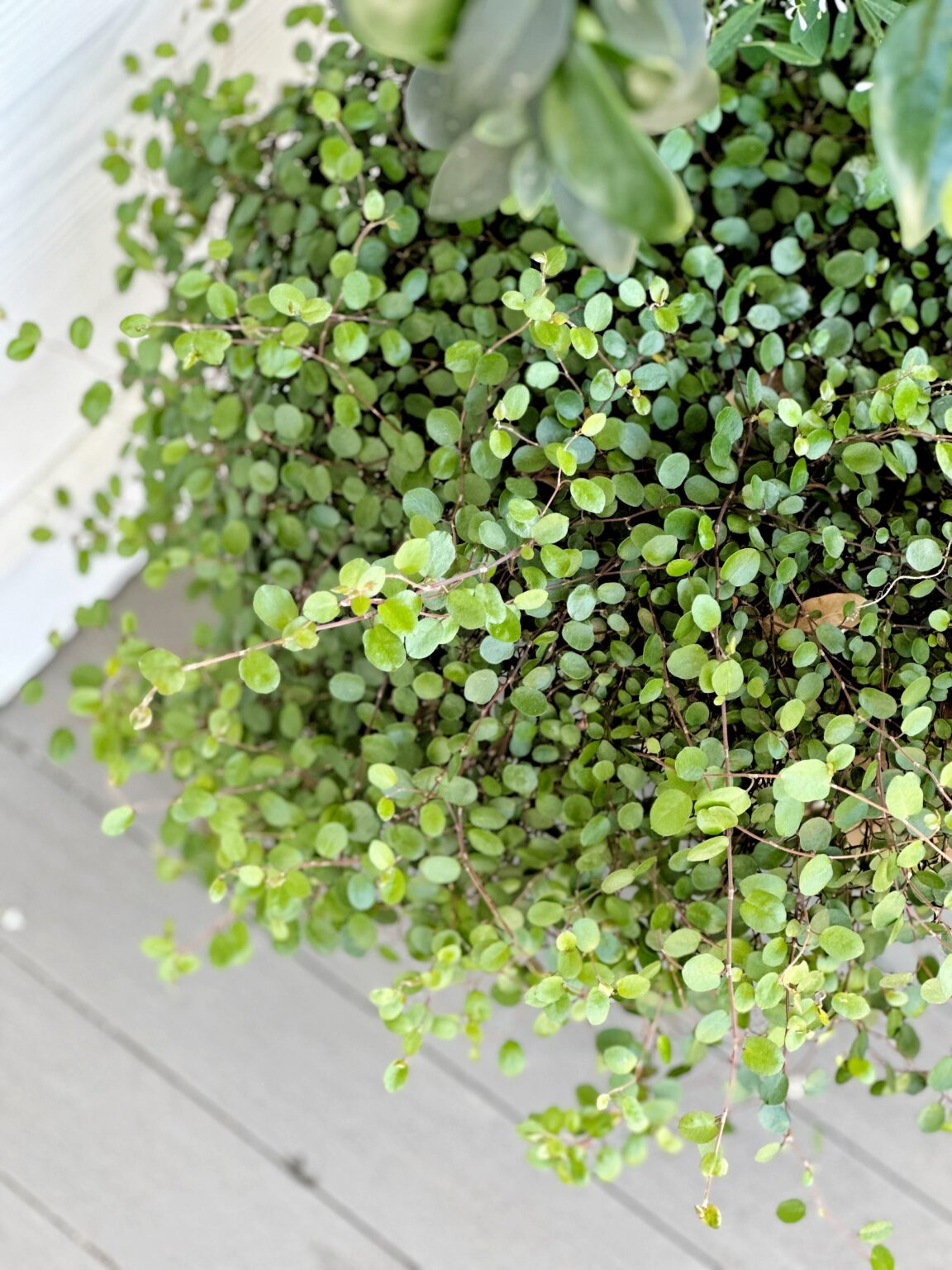 Wax Leaf Privet & Eugenia Topiaries | The Coastal Oak