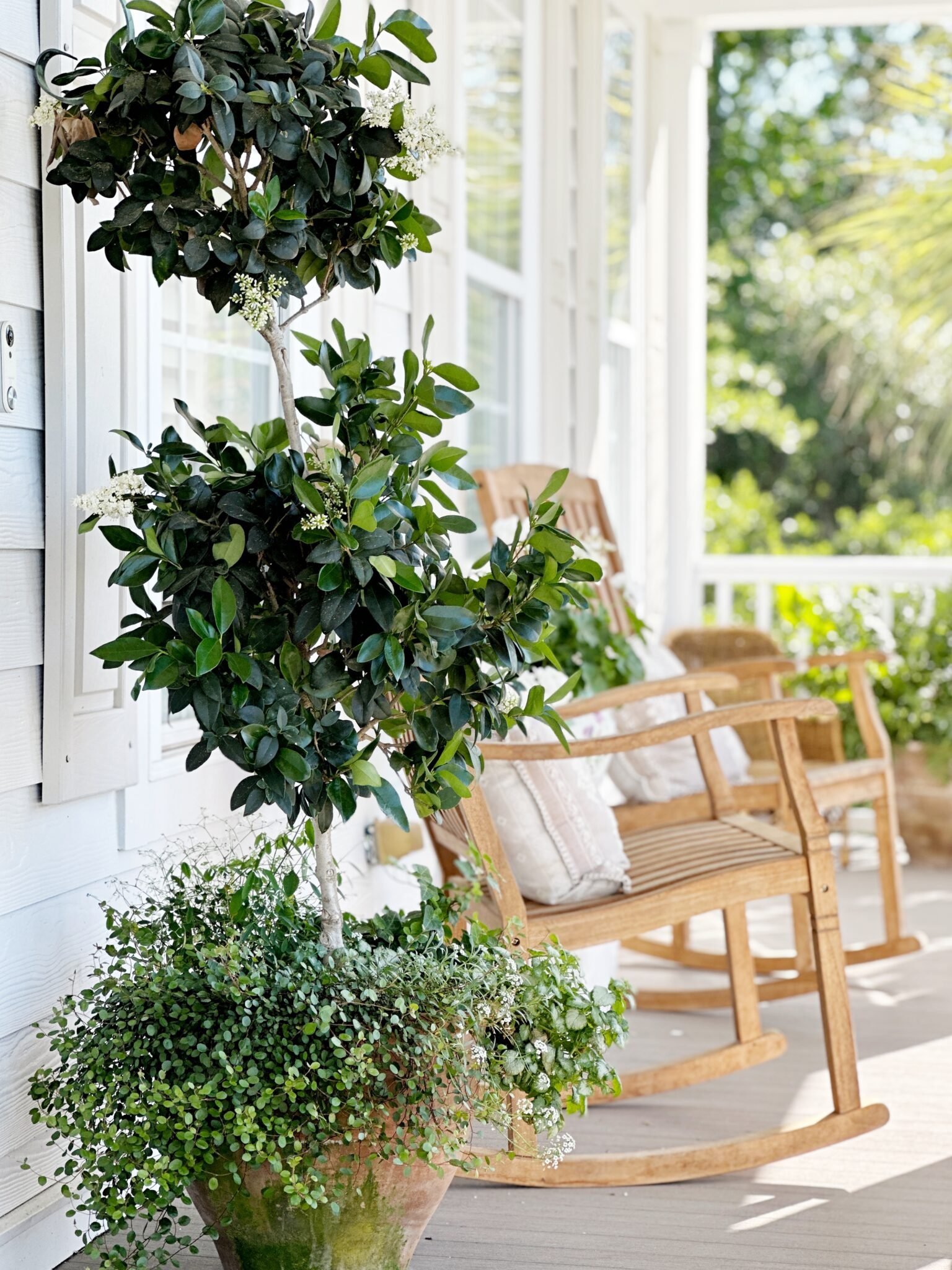 Wax Leaf Privet & Eugenia Topiaries | The Coastal Oak