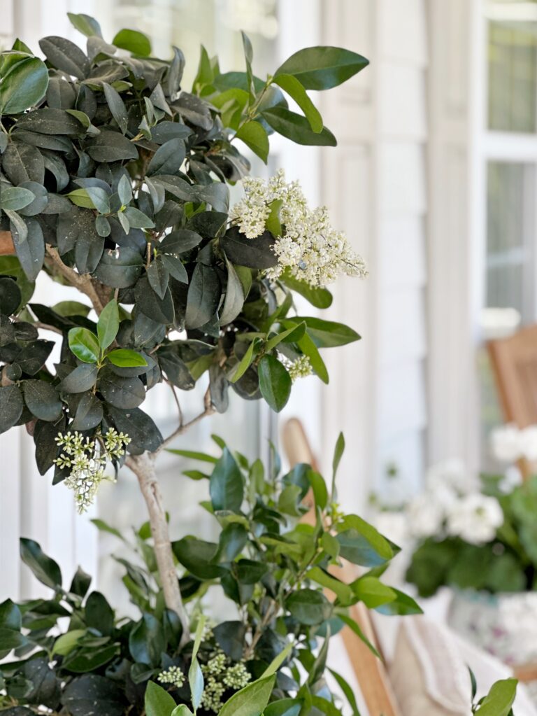 Wax Leaf Privet & Eugenia Topiaries | The Coastal Oak
