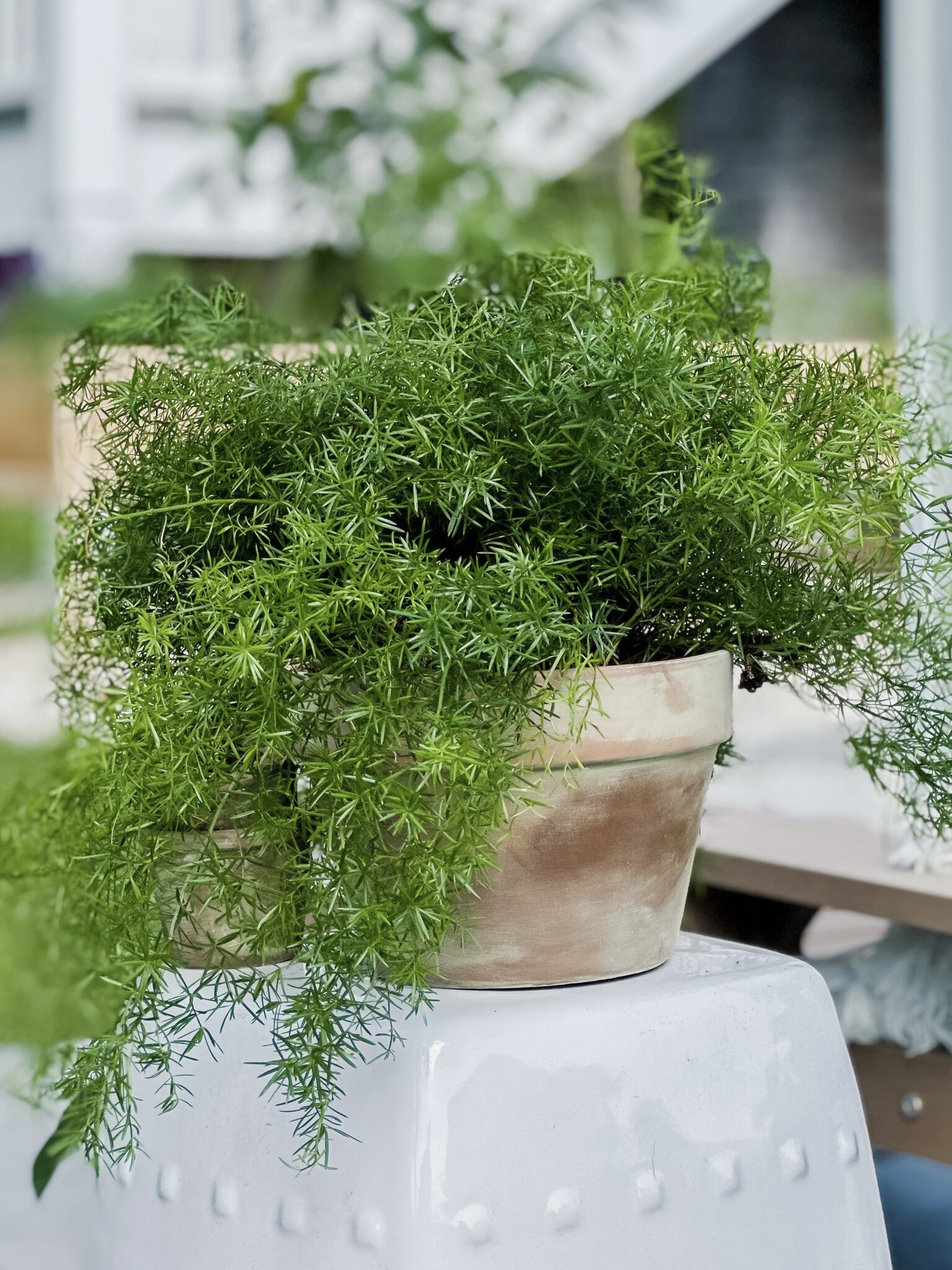 The Best Outdoor Pots on a Budget | The Coastal Oak