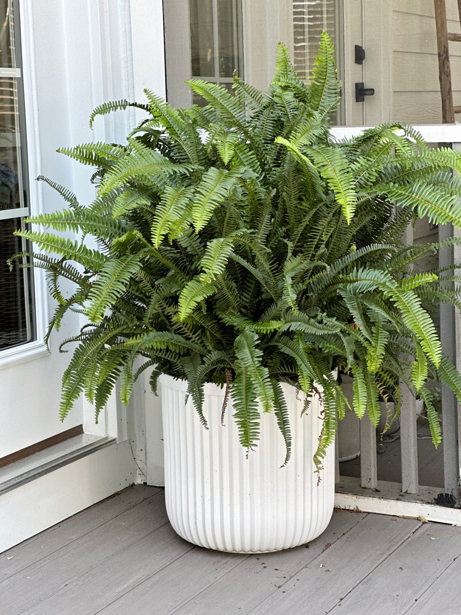 The Best Ferns for Southern Planters & Design | The Coastal Oak