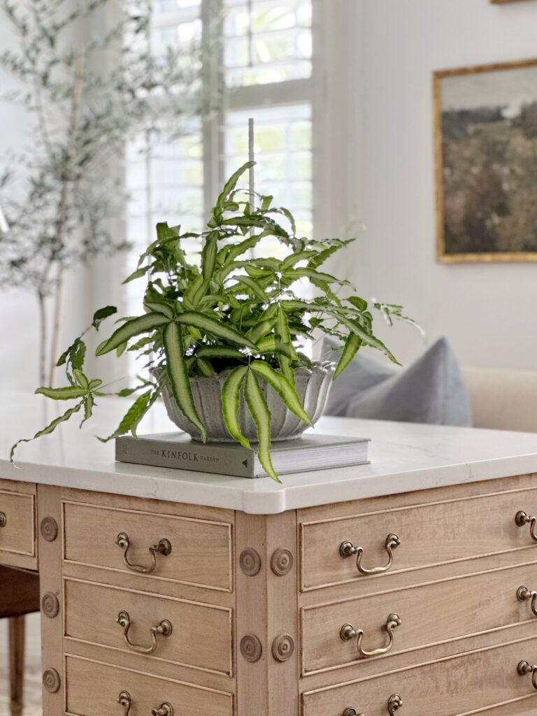 The Best Ferns for Southern Planters & Design | The Coastal Oak