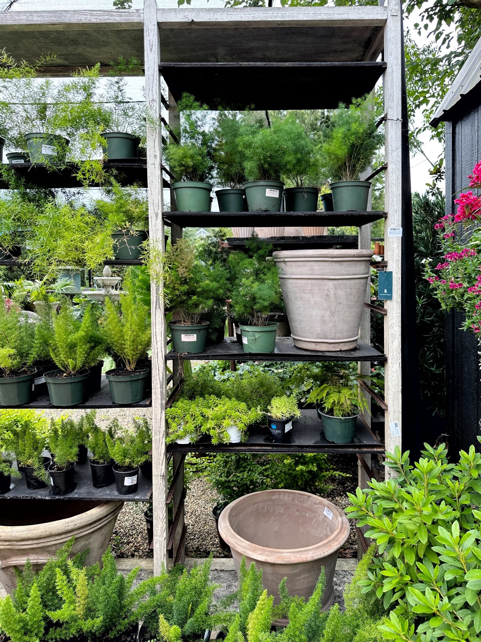 The Best Ferns for Southern Planters & Design | The Coastal Oak