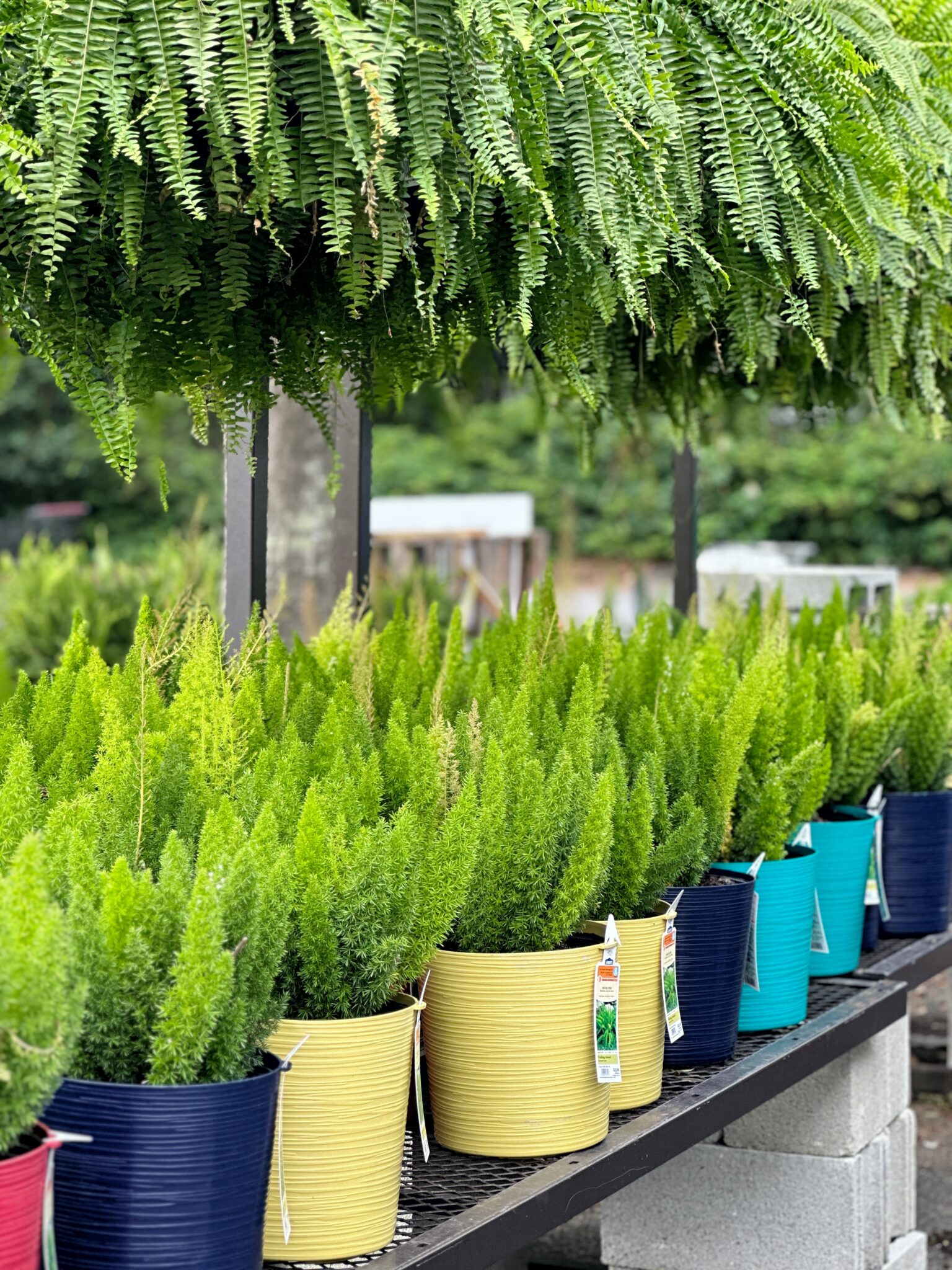 The Best Ferns for Southern Planters & Design | The Coastal Oak