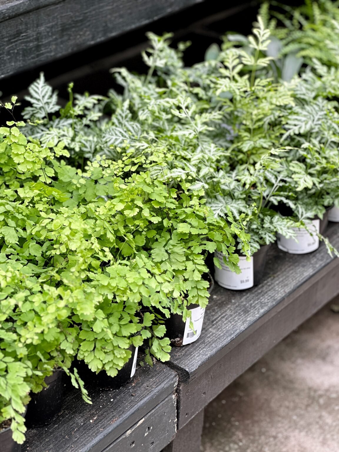 The Best Ferns for Southern Planters & Design | The Coastal Oak